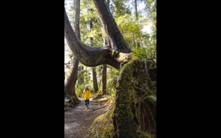 How To See Before And After In Lightroom & Lightroom Mobile